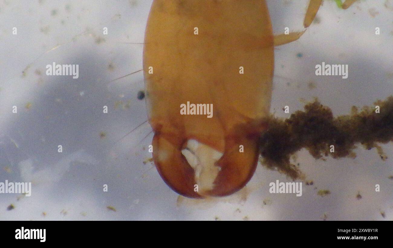 Little Black Caddisflies (Chimarra) Insecta Stock Photo - Alamy