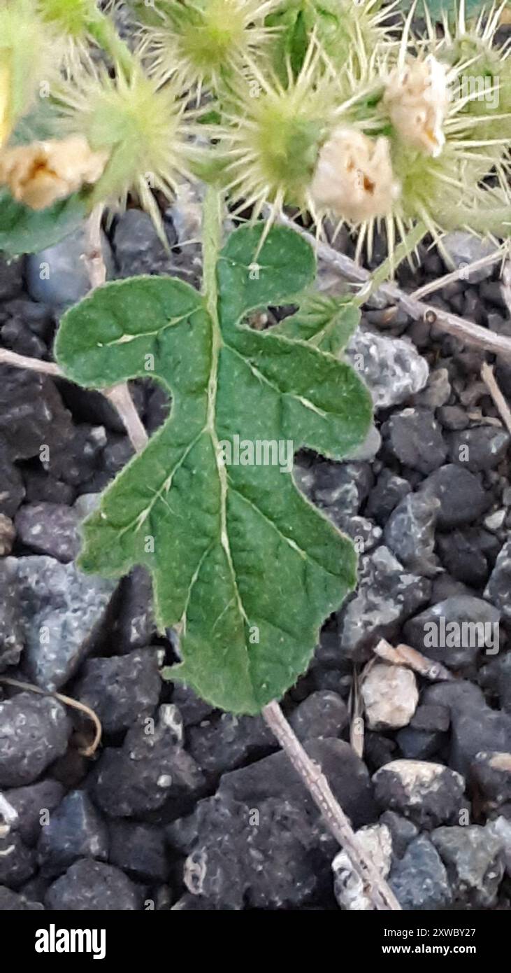 buffalo-bur (Solanum rostratum) Plantae Stock Photo - Alamy