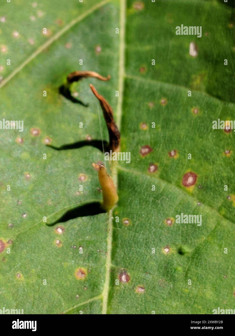 Maple Spindle Gall Mite (Vasates aceriscrumena) Arachnida Stock Photo ...