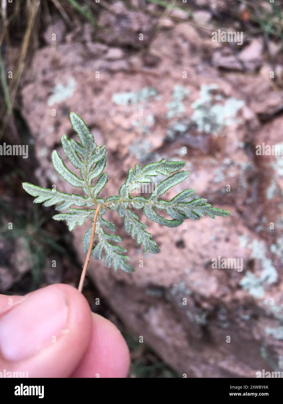 copper fern (Bommeria hispida) Plantae Stock Photo - Alamy