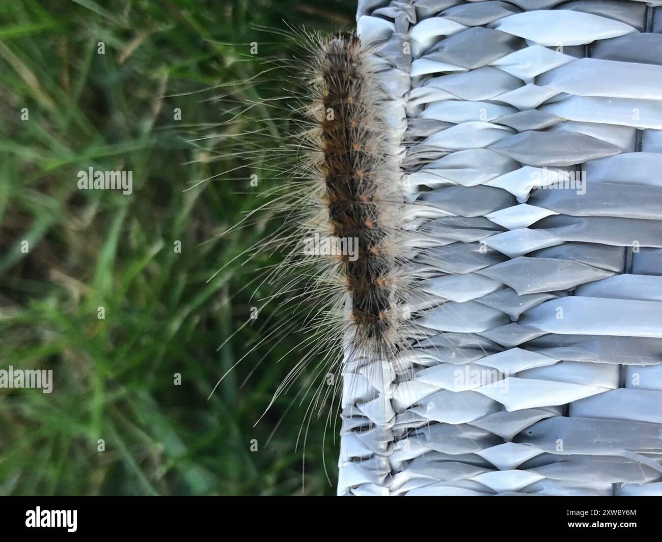 Fall Webworm Moth (Hyphantria cunea) Insecta Stock Photo - Alamy