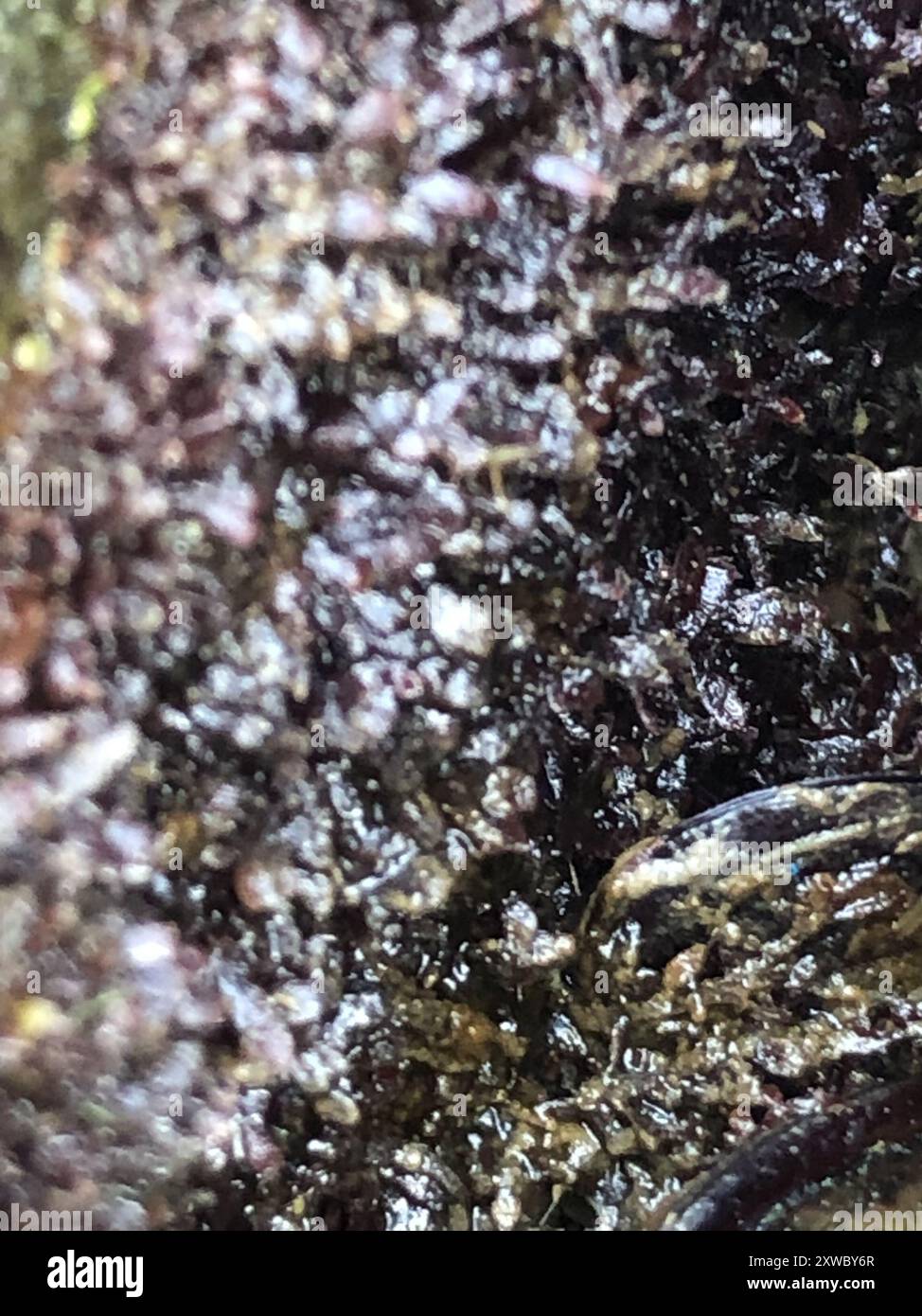 red algae (Rhodophyta) Plantae Stock Photo - Alamy