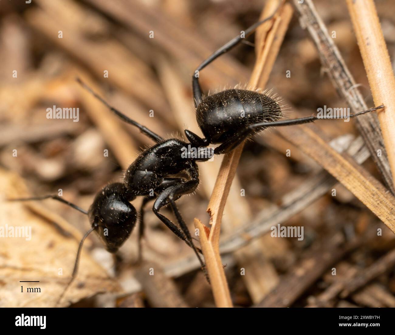 Hairy Smooth Carpenter Ant (Camponotus laevissimus) Insecta Stock Photo ...