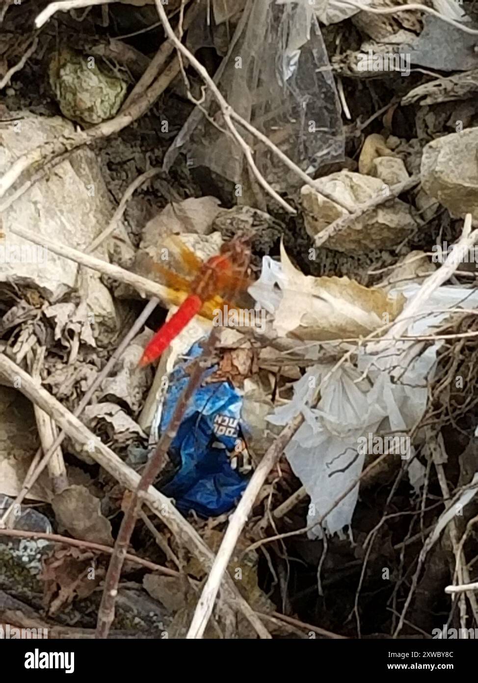 Neon Skimmer (Libellula croceipennis) Insecta Stock Photo - Alamy