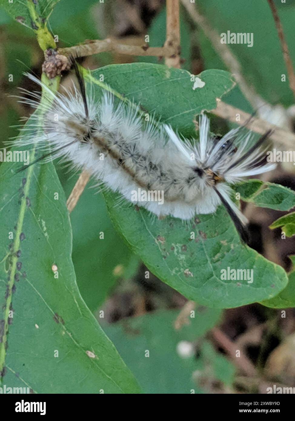 Banded Tussock Moth (Halysidota tessellaris) Insecta Stock Photo - Alamy