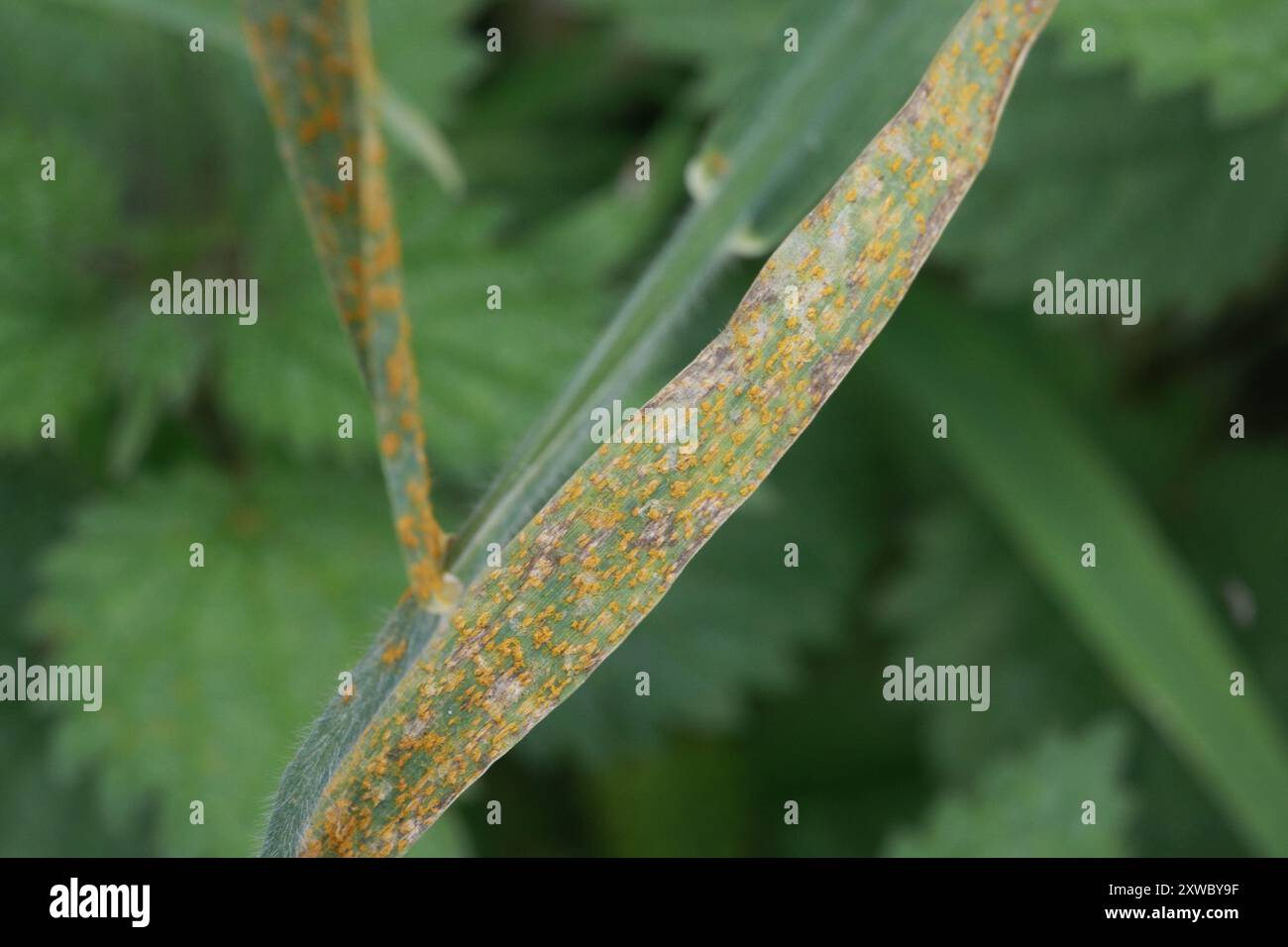 Orange-Yellow Rusts (Puccinia) Fungi Stock Photo - Alamy