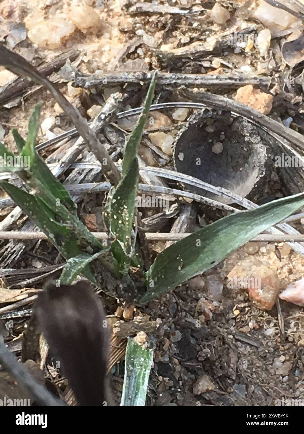 Pineland Silkgrass (Pityopsis aspera) Plantae Stock Photo - Alamy