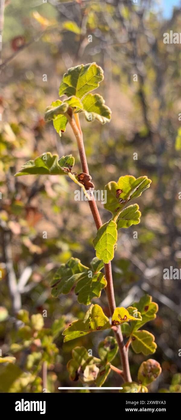 fragrant sumac (Rhus aromatica) Plantae Stock Photo - Alamy