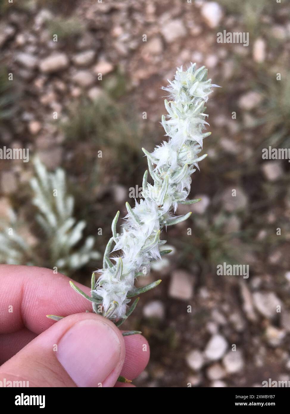 Winterfat (Krascheninnikovia lanata) Plantae Stock Photo - Alamy