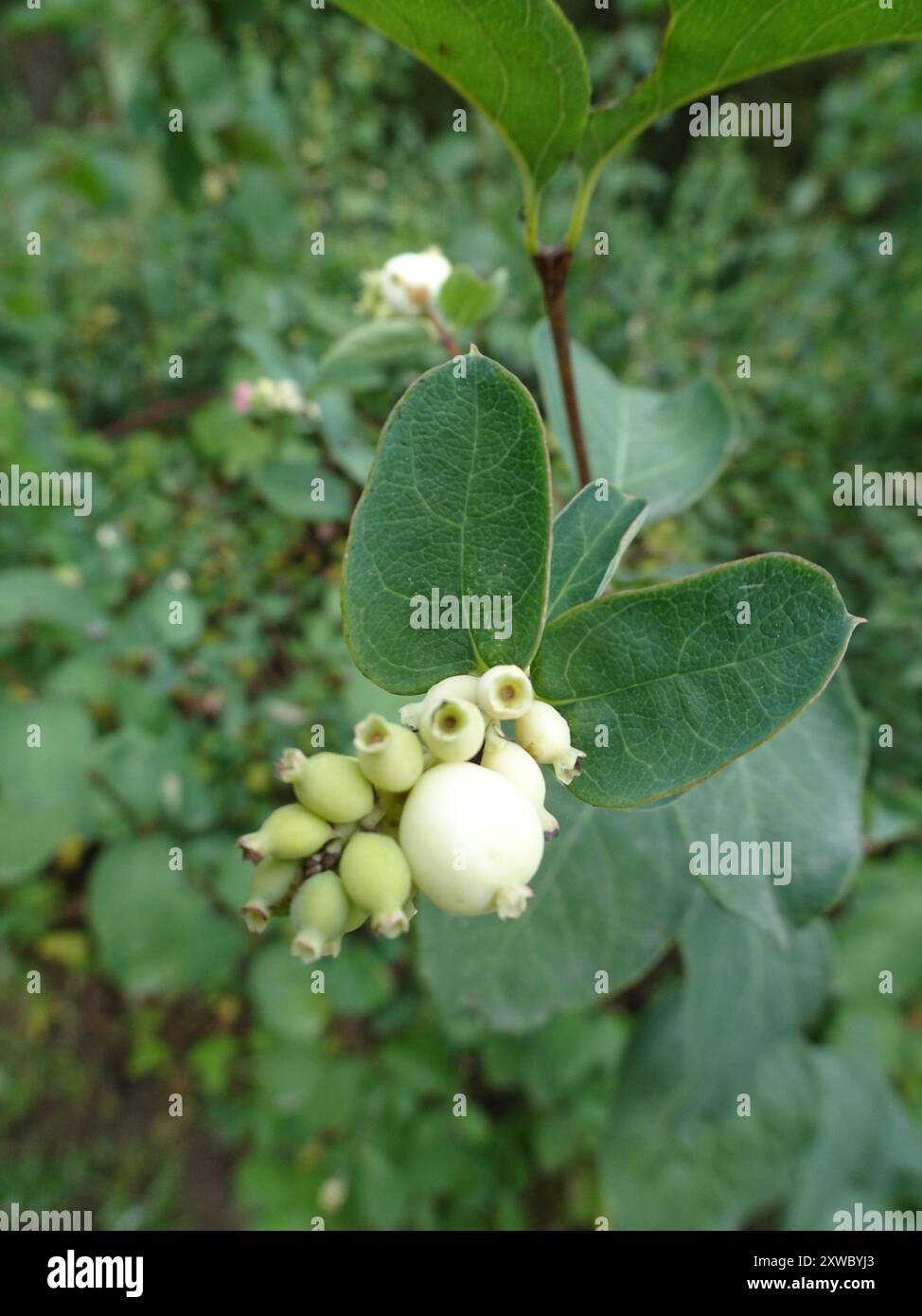 Common Snowberry (Symphoricarpos albus) Plantae Stock Photo - Alamy