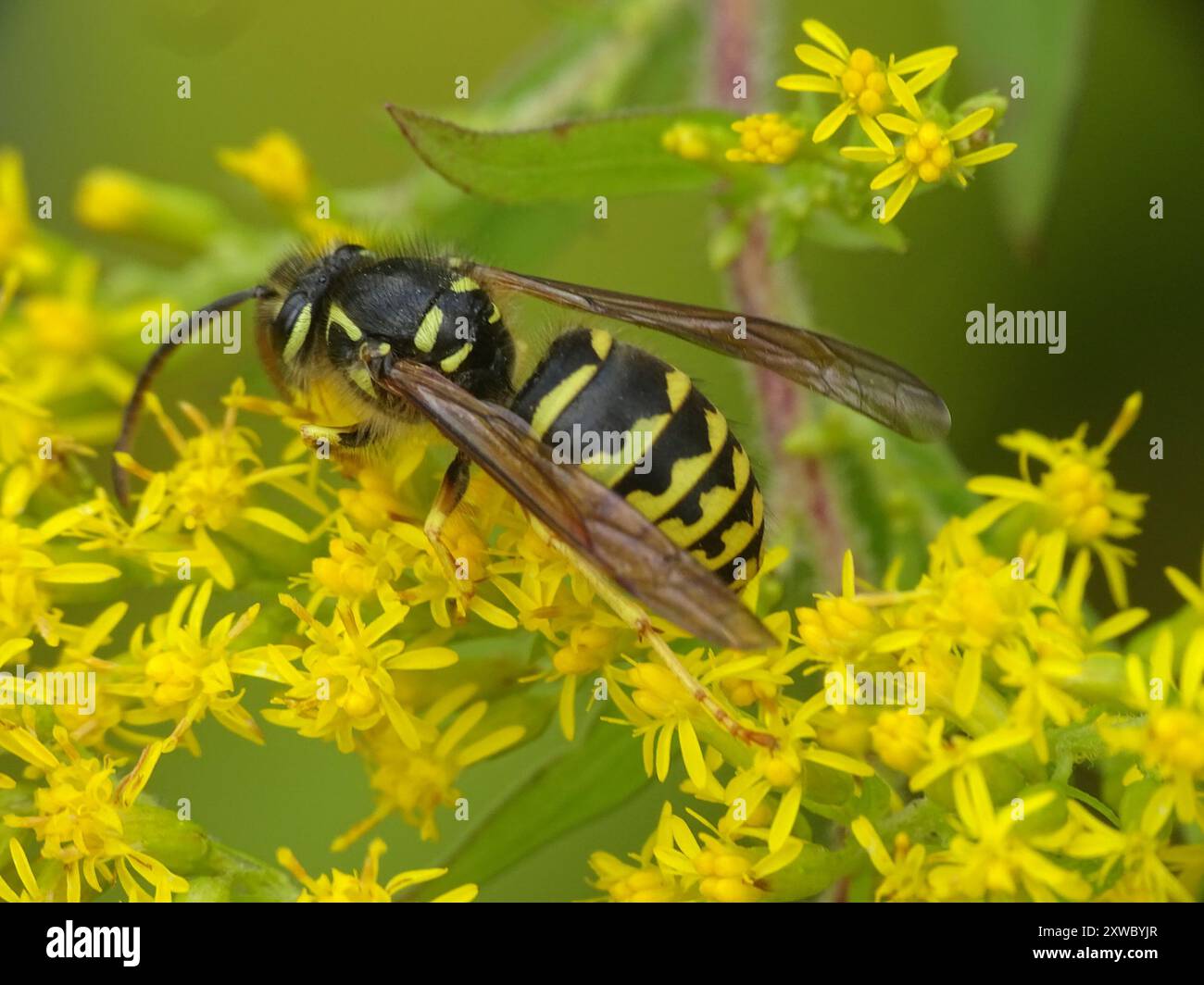 Common Aerial Yellowjacket (Dolichovespula arenaria) Insecta Stock ...