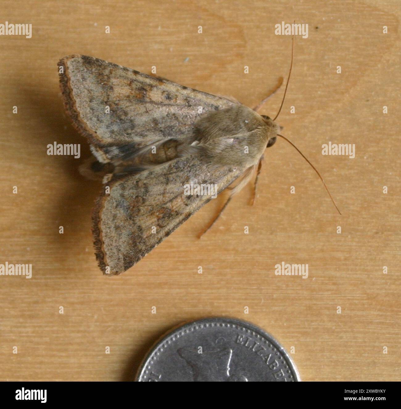 Cotton Bollworm Moth (Helicoverpa armigera) Insecta Stock Photo - Alamy
