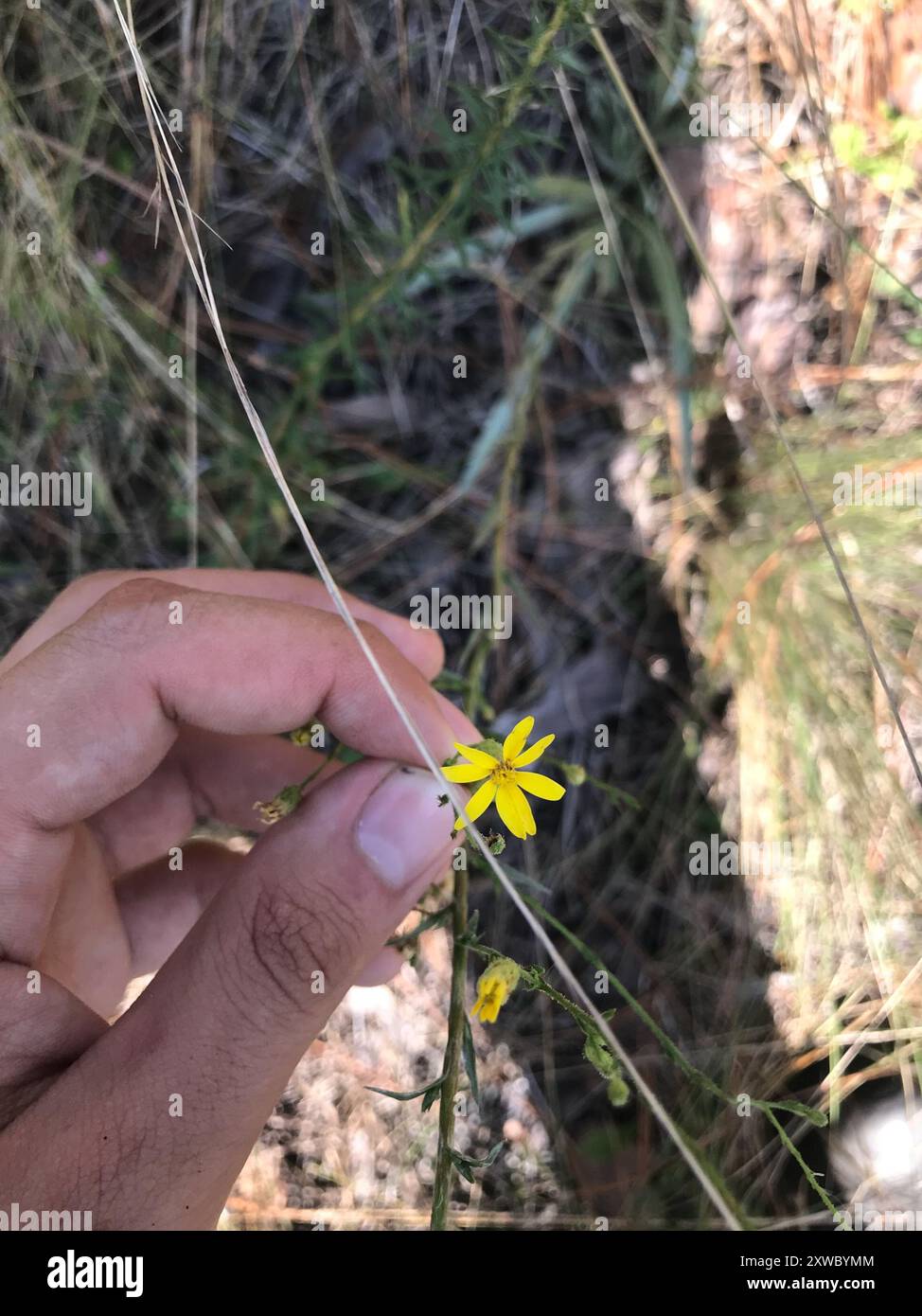 Silkgrasses (Pityopsis) Plantae Stock Photo - Alamy