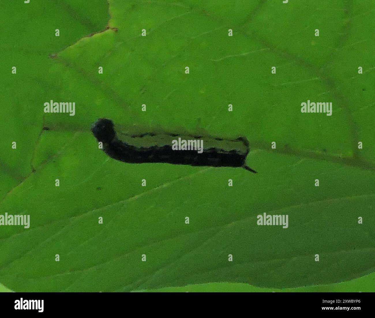 Catalpa Sphinx (Ceratomia catalpae) Insecta Stock Photo - Alamy