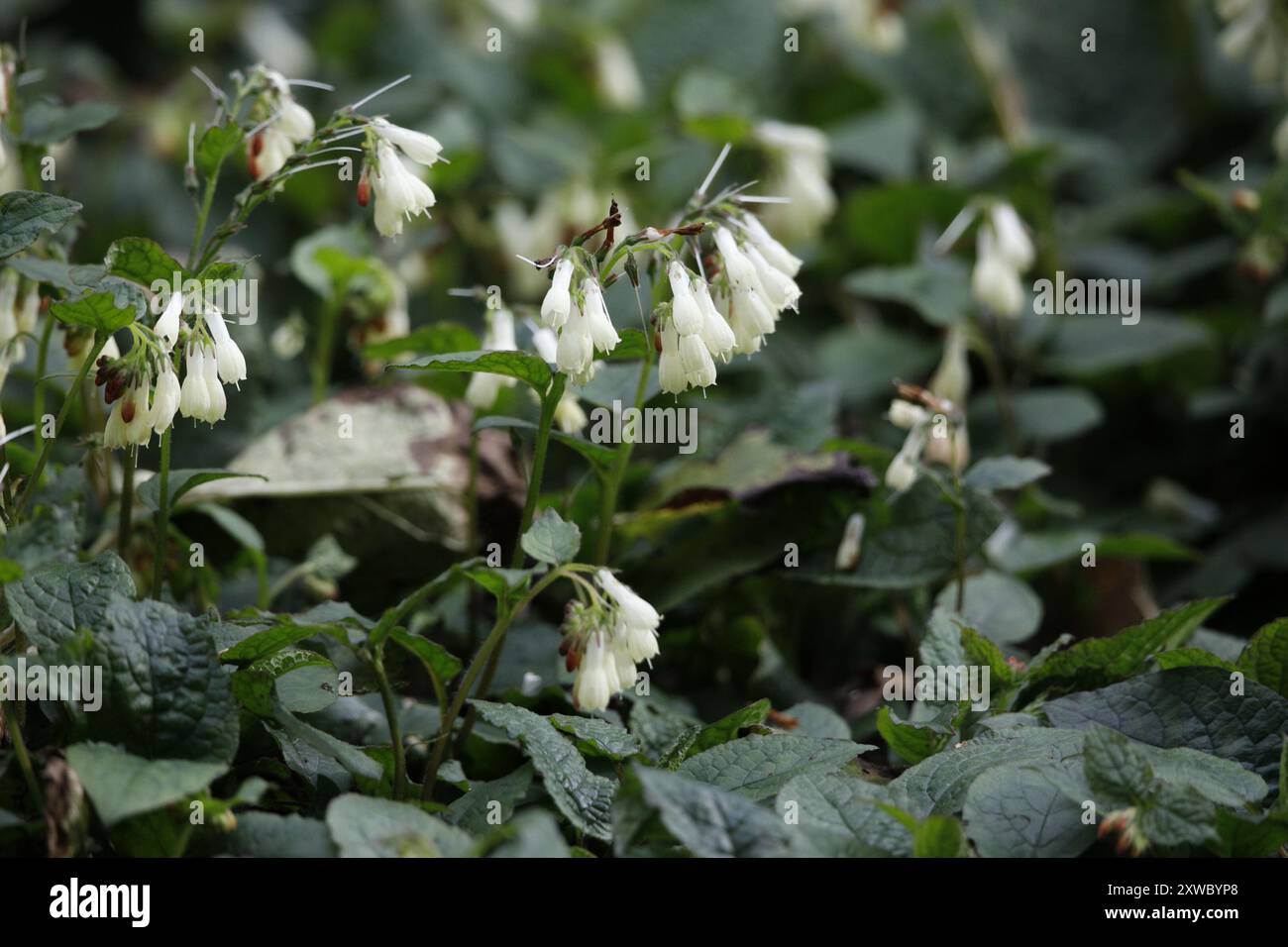 Creeping Comfrey (Symphytum grandiflorum) Plantae Stock Photo - Alamy