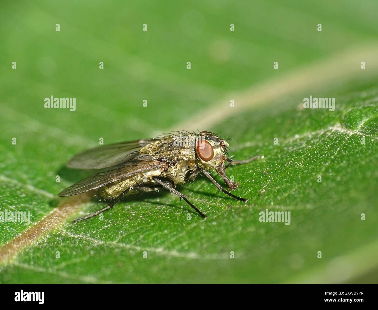 Cluster Flies (Pollenia) Insecta Stock Photo - Alamy