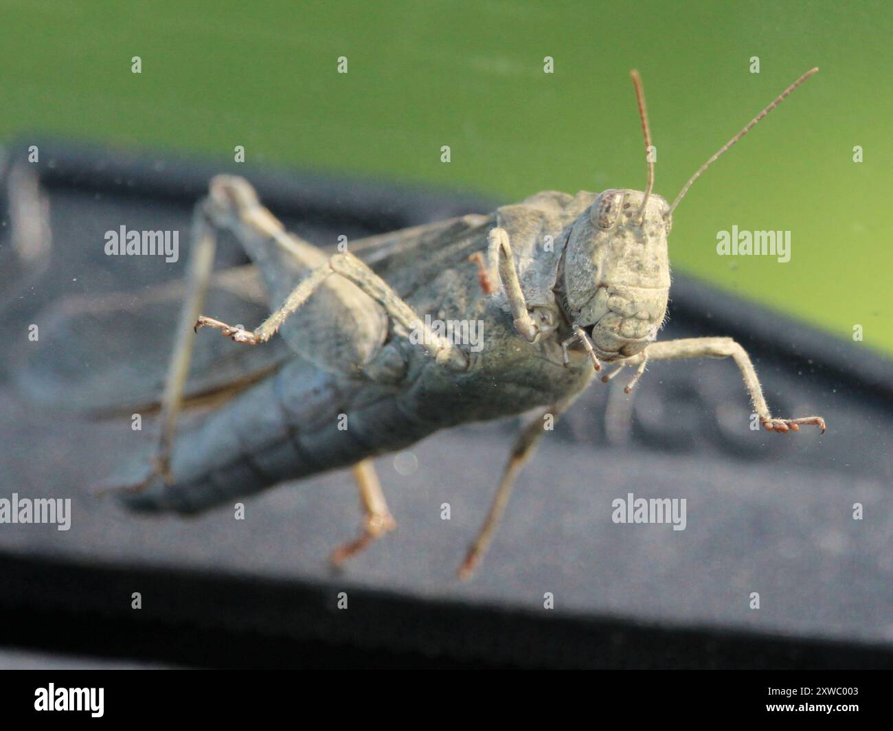 Carolina Grasshopper (Dissosteira carolina) Insecta Stock Photo - Alamy