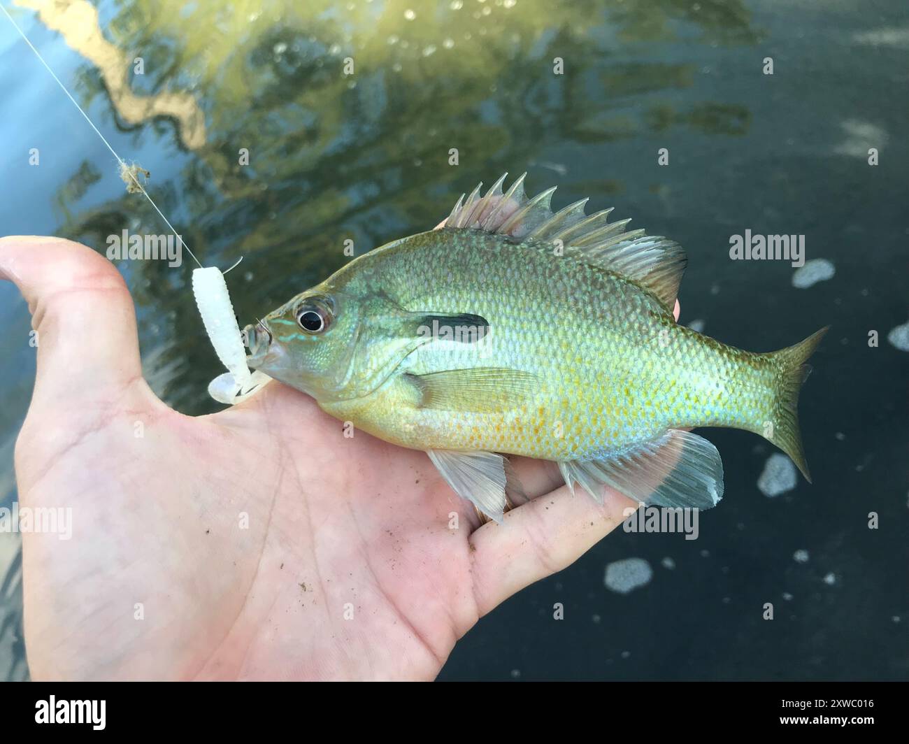 Redbreast Sunfish (Lepomis auritus) Actinopterygii Stock Photo - Alamy