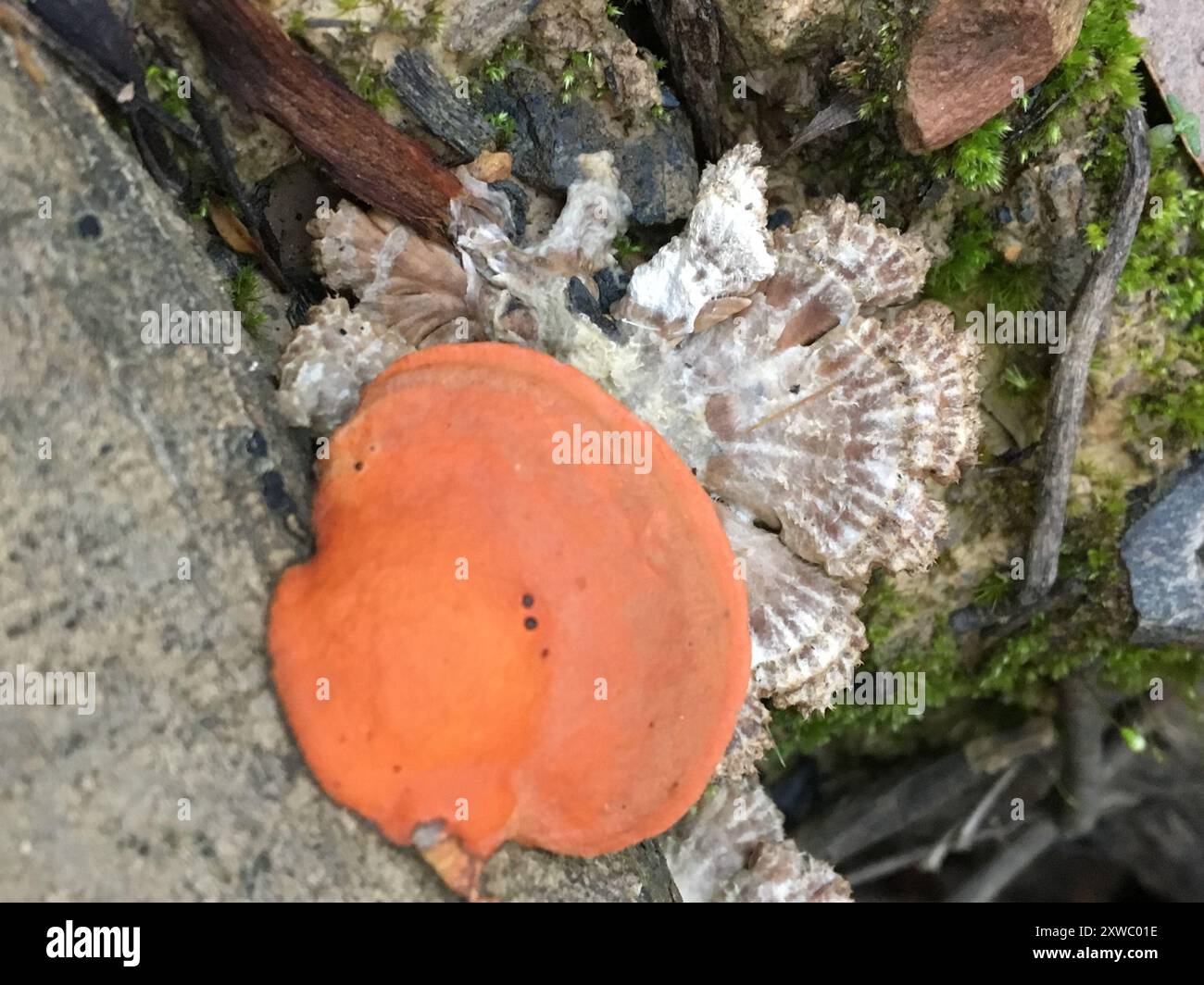 Southern Cinnabar Polypore (Trametes coccinea) Fungi Stock Photo - Alamy