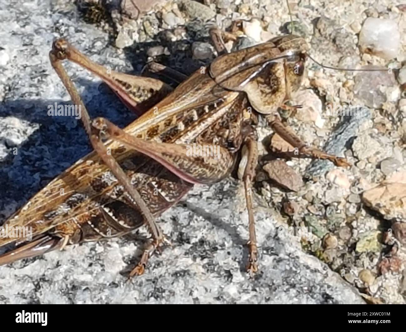 Wart-biter (Decticus verrucivorus) Insecta Stock Photo - Alamy