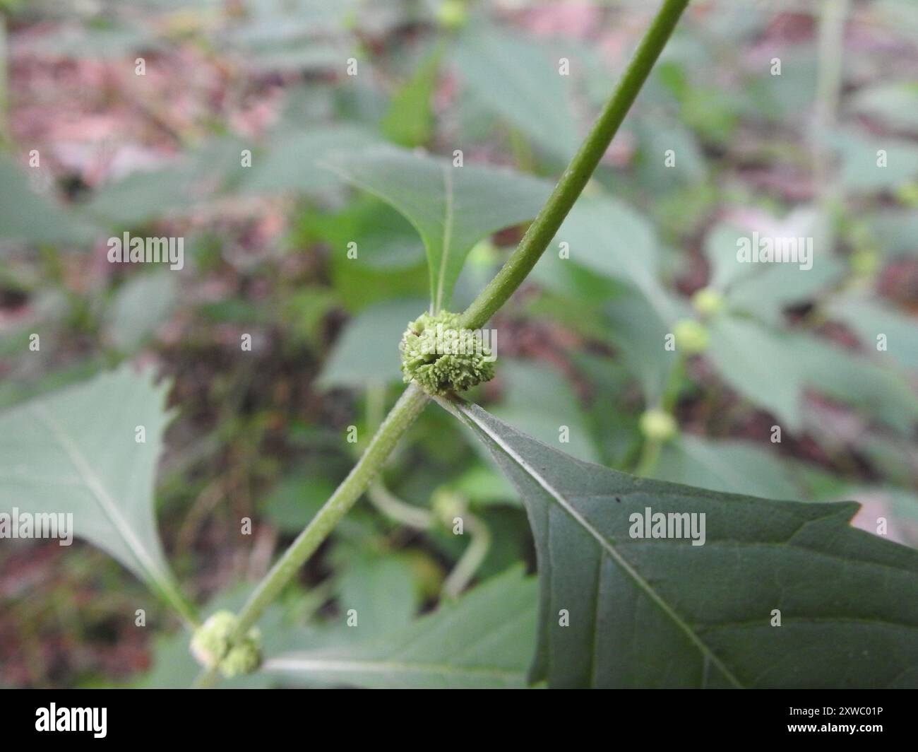 northern bugleweed (Lycopus uniflorus) Plantae Stock Photo - Alamy