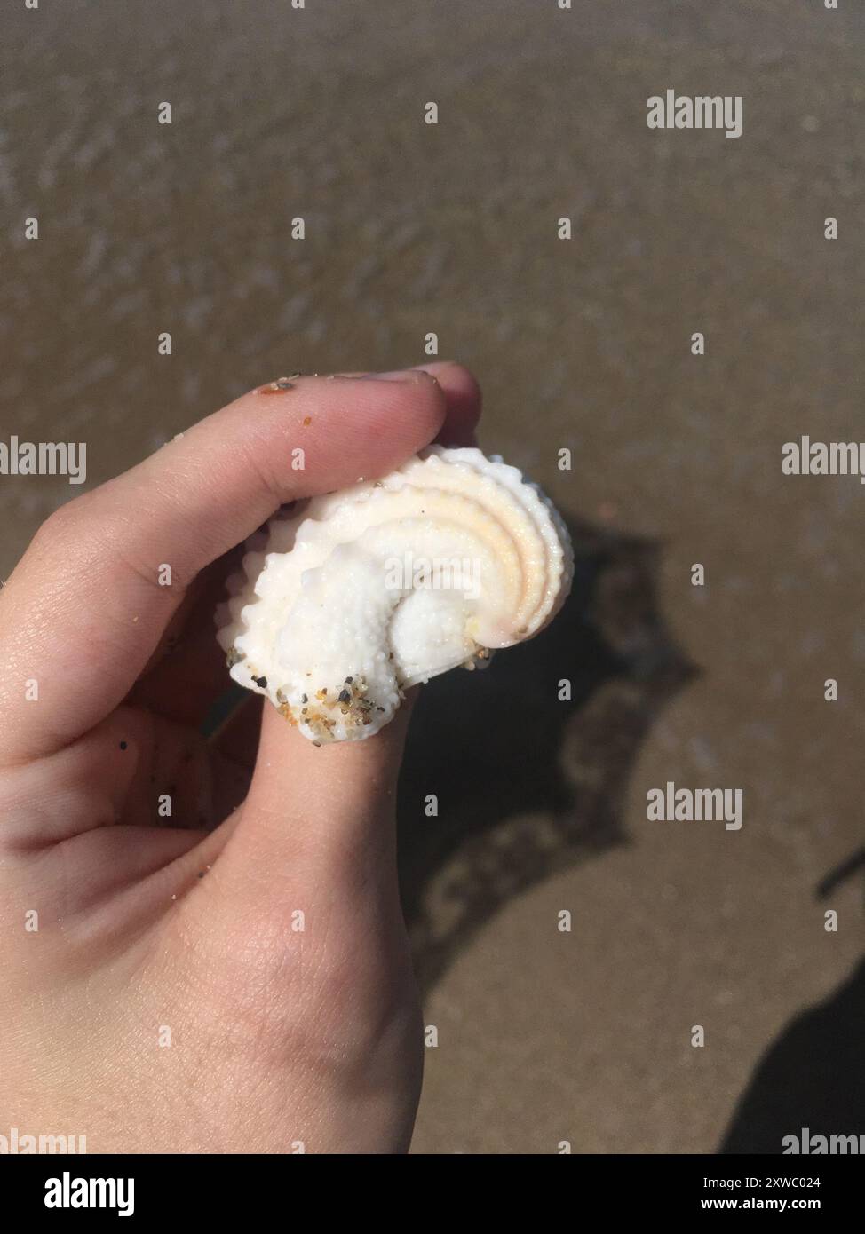 Spiny Jewel Box (Arcinella cornuta) Mollusca Stock Photo - Alamy