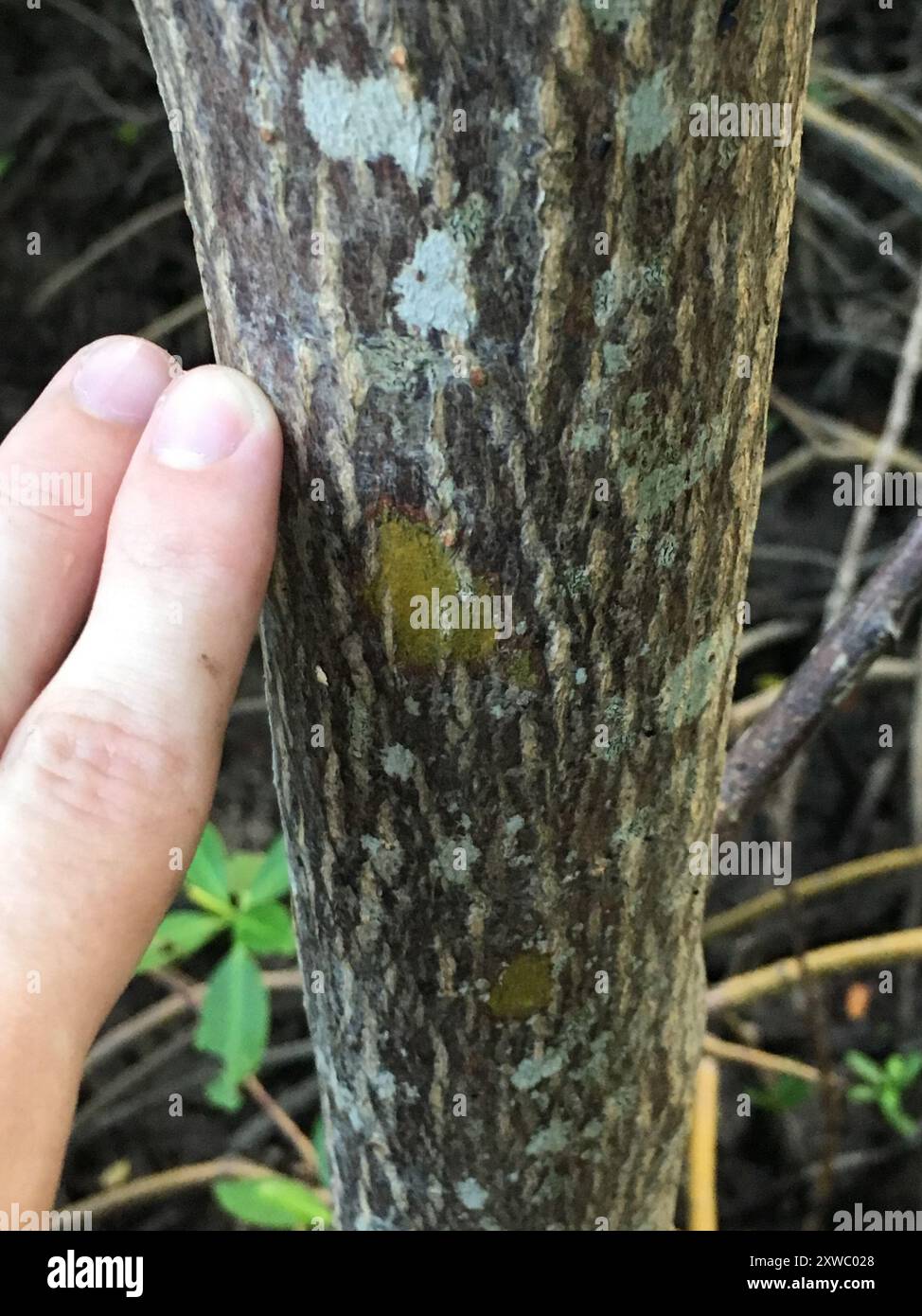 Rash Lichens (Pyrenula) Fungi Stock Photo - Alamy