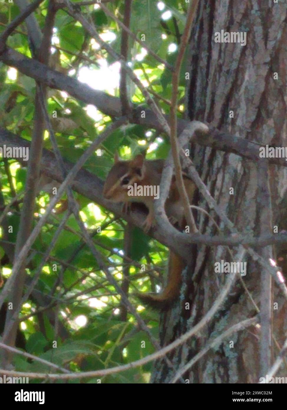 Eastern Chipmunk (Tamias striatus) Mammalia Stock Photo - Alamy