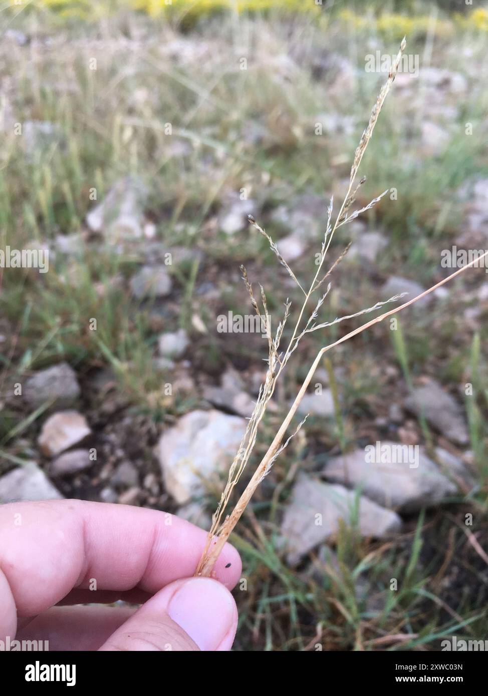 Sand Dropseed (Sporobolus cryptandrus) Plantae Stock Photo - Alamy