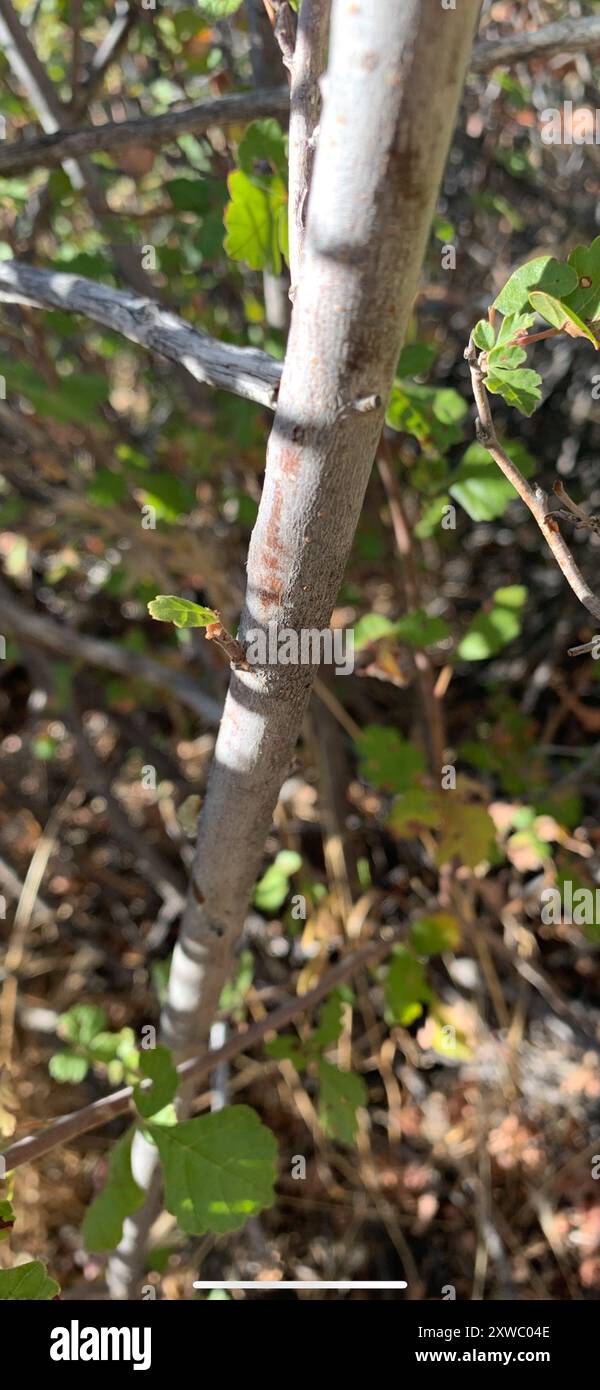 fragrant sumac (Rhus aromatica) Plantae Stock Photo - Alamy
