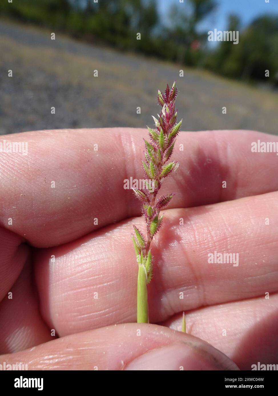 Tragus racemosus hi-res stock photography and images - Alamy