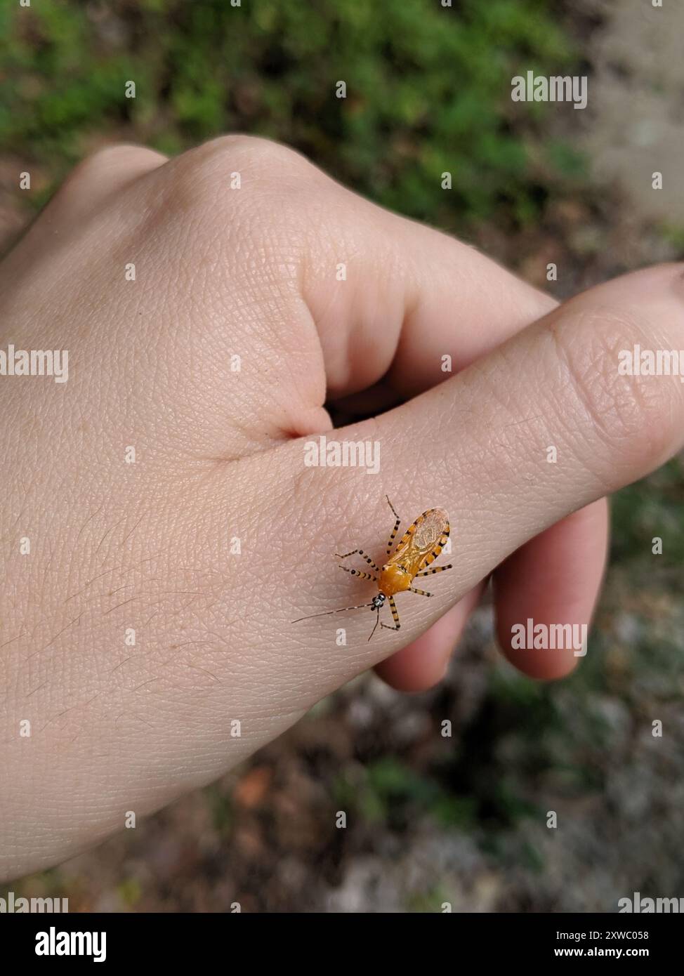 Orange Assassin Bug (Pselliopus barberi) Insecta Stock Photo - Alamy