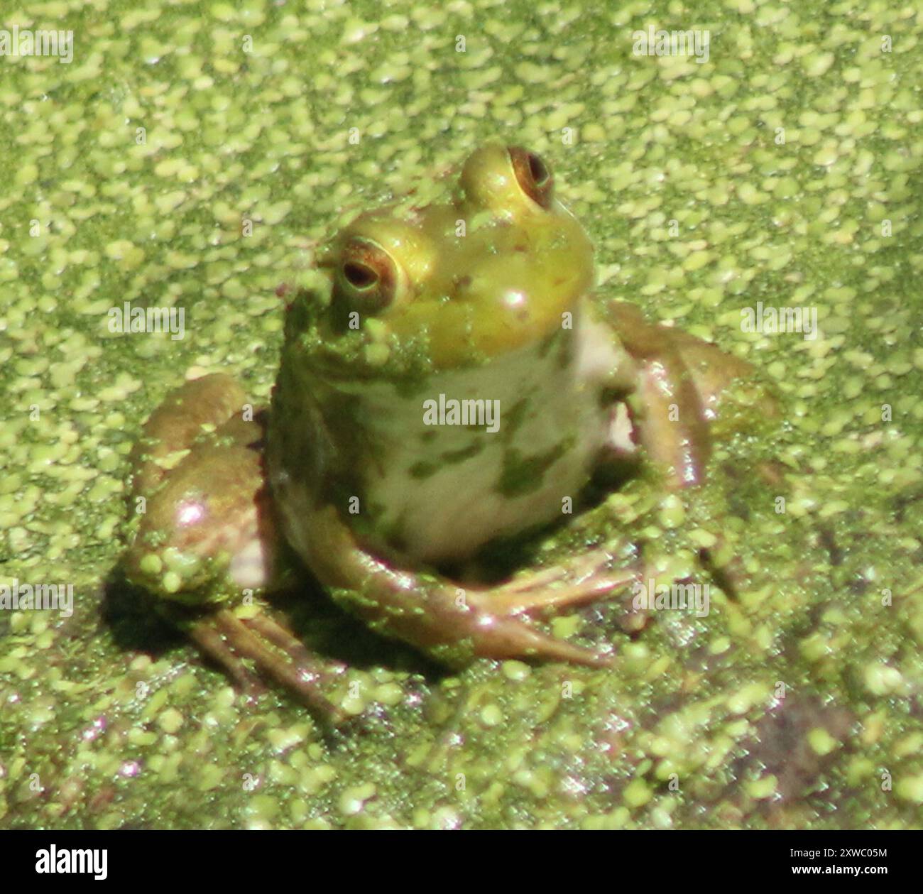 American Bullfrog (Lithobates catesbeianus) Amphibia Stock Photo - Alamy