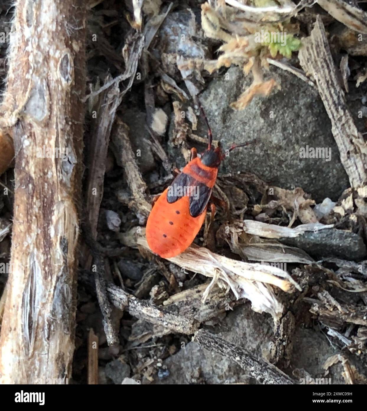 Mediterranean red bug (Scantius aegyptius) Insecta Stock Photo - Alamy