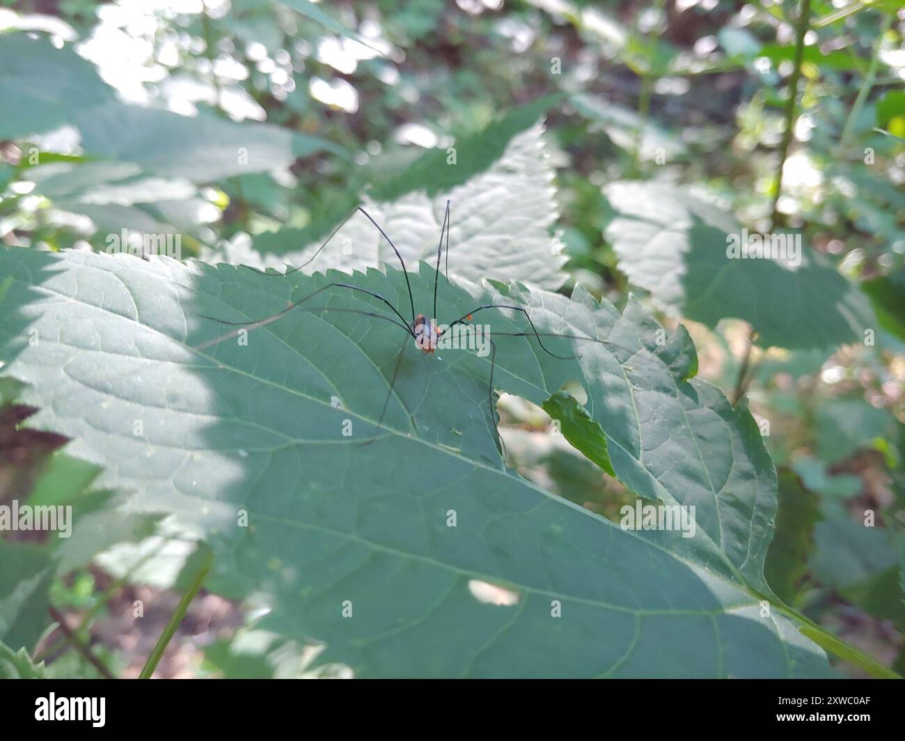 Eastern Harvestman (Leiobunum vittatum) Arachnida Stock Photo - Alamy