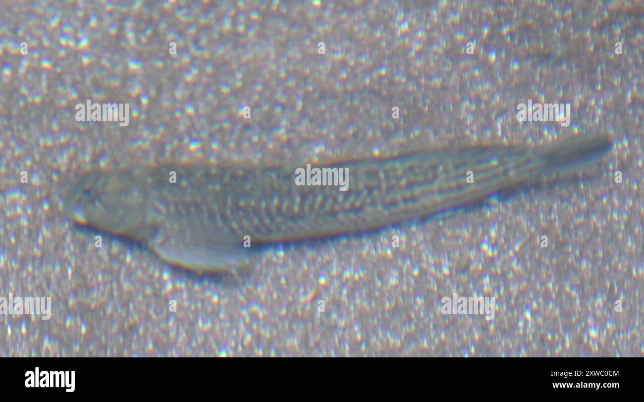 Parablennius parvicornis hi-res stock photography and images - Alamy