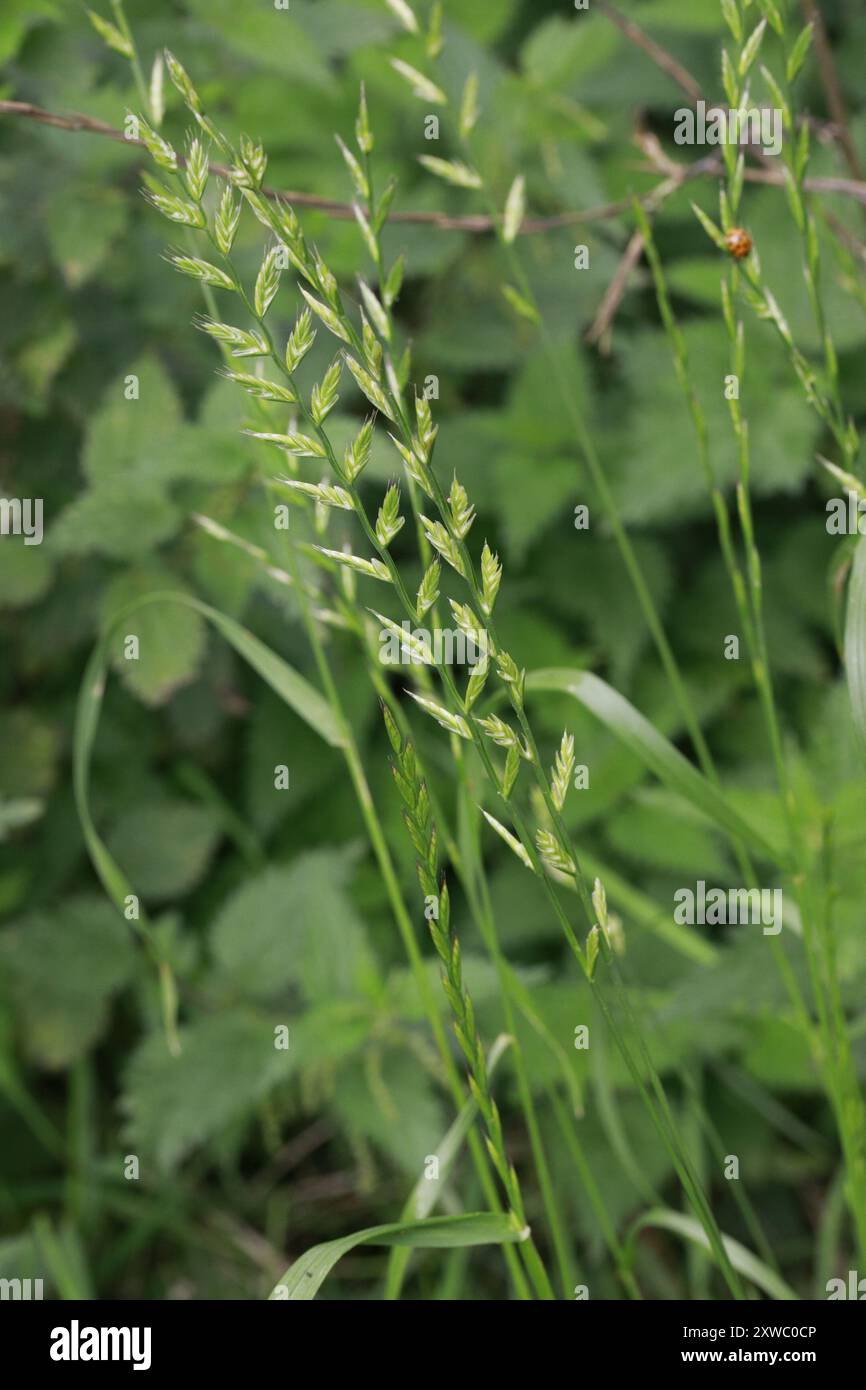 Italian Ryegrass (Lolium multiflorum) Plantae Stock Photo - Alamy