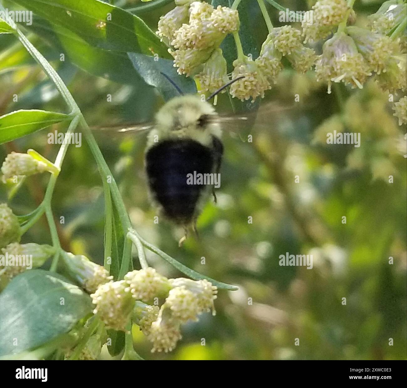 Common Eastern Bumble Bee (Bombus impatiens) Insecta Stock Photo - Alamy