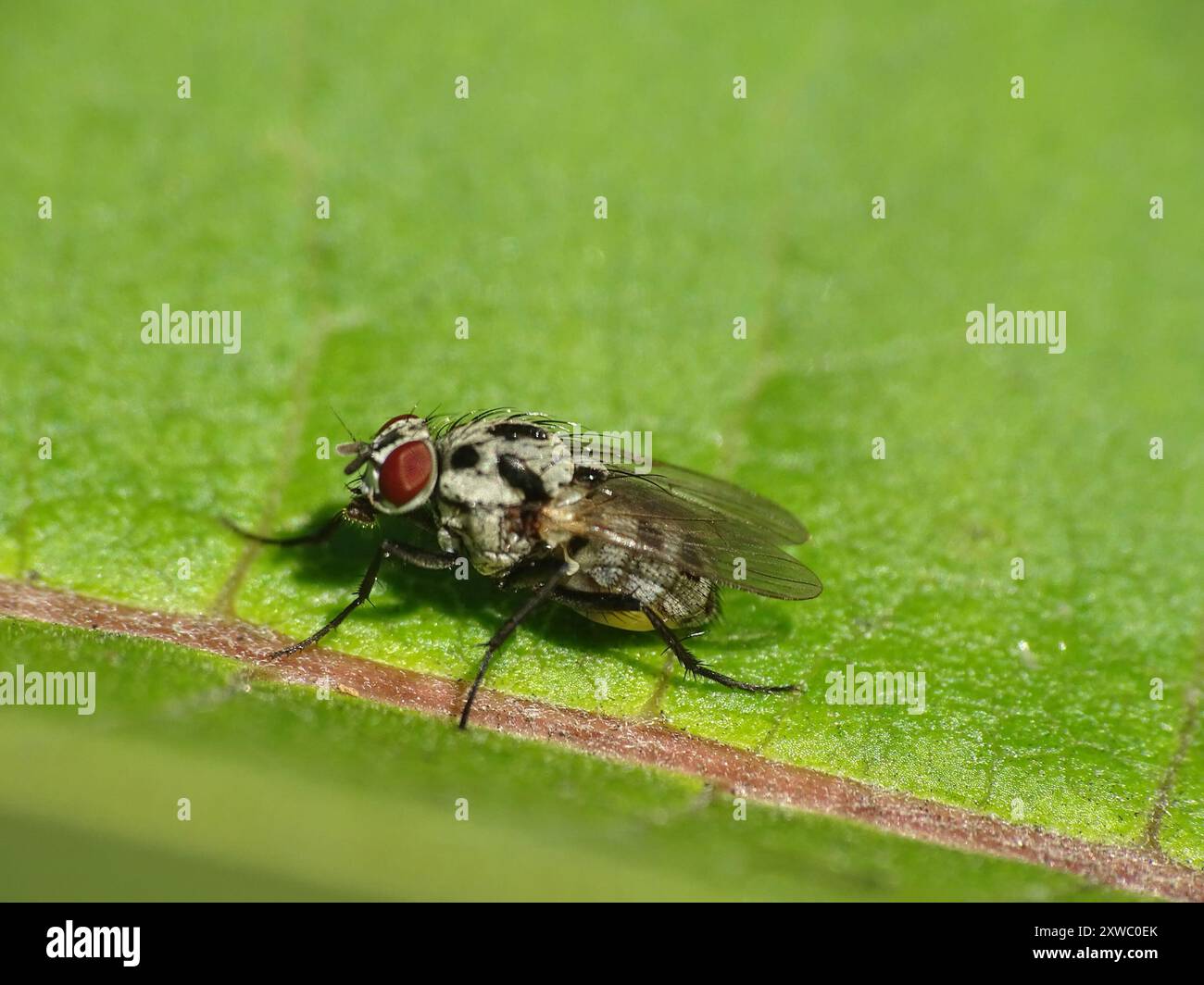 Muscoid Flies (Muscoidea) Insecta Stock Photo - Alamy