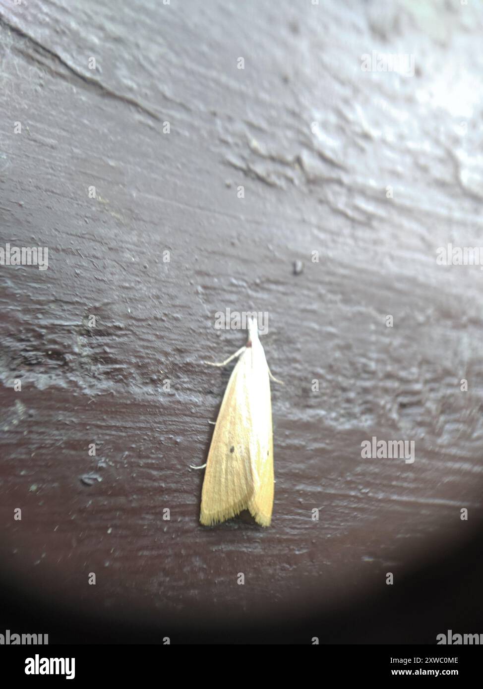 Rice stem borer hi-res stock photography and images - Alamy