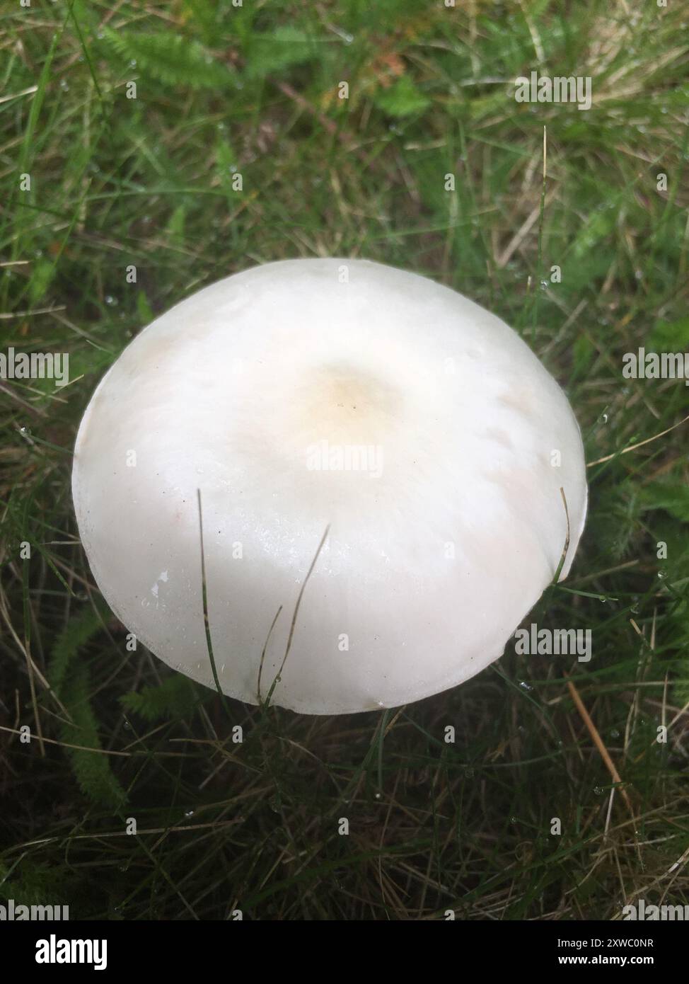 White Dapperling (Leucoagaricus leucothites) Fungi Stock Photo - Alamy