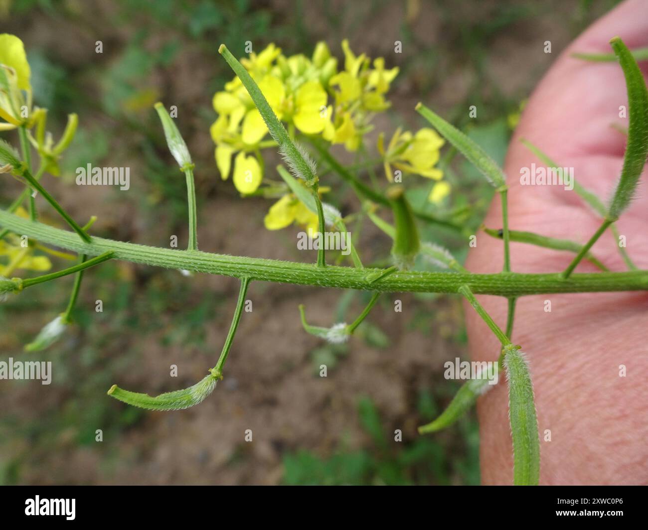 White Mustard (Sinapis alba) Plantae Stock Photo - Alamy