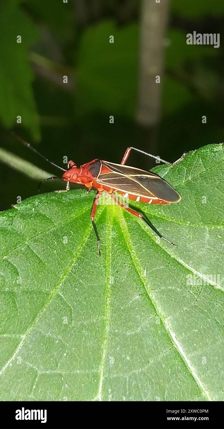 Common Cotton Stainer Bug (Dysdercus suturellus) Insecta Stock Photo ...