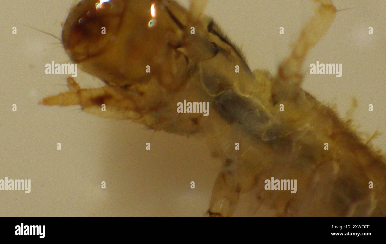 Net-spinning Caddisflies (Hydropsychidae) Insecta Stock Photo - Alamy