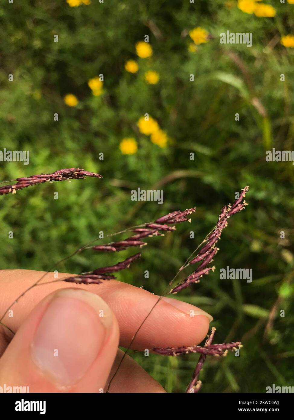 purpletop tridens (Tridens flavus) Plantae Stock Photo - Alamy