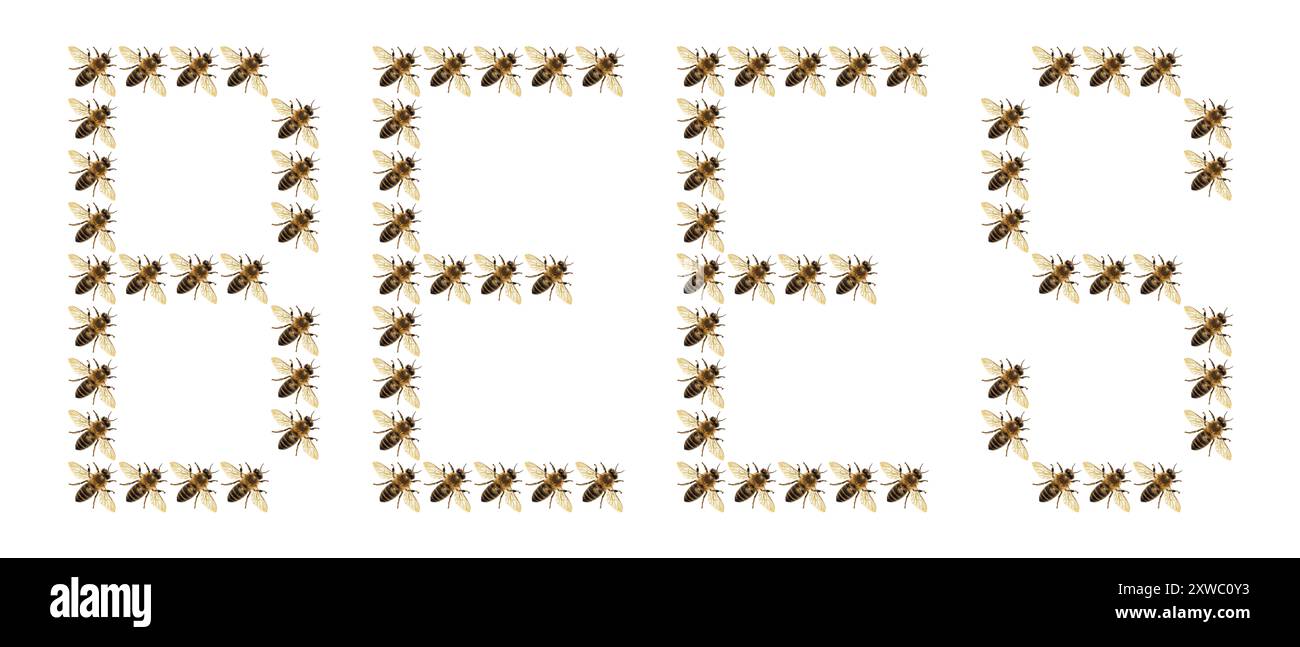the word bees composed of many bees on the white background, honey bee ...
