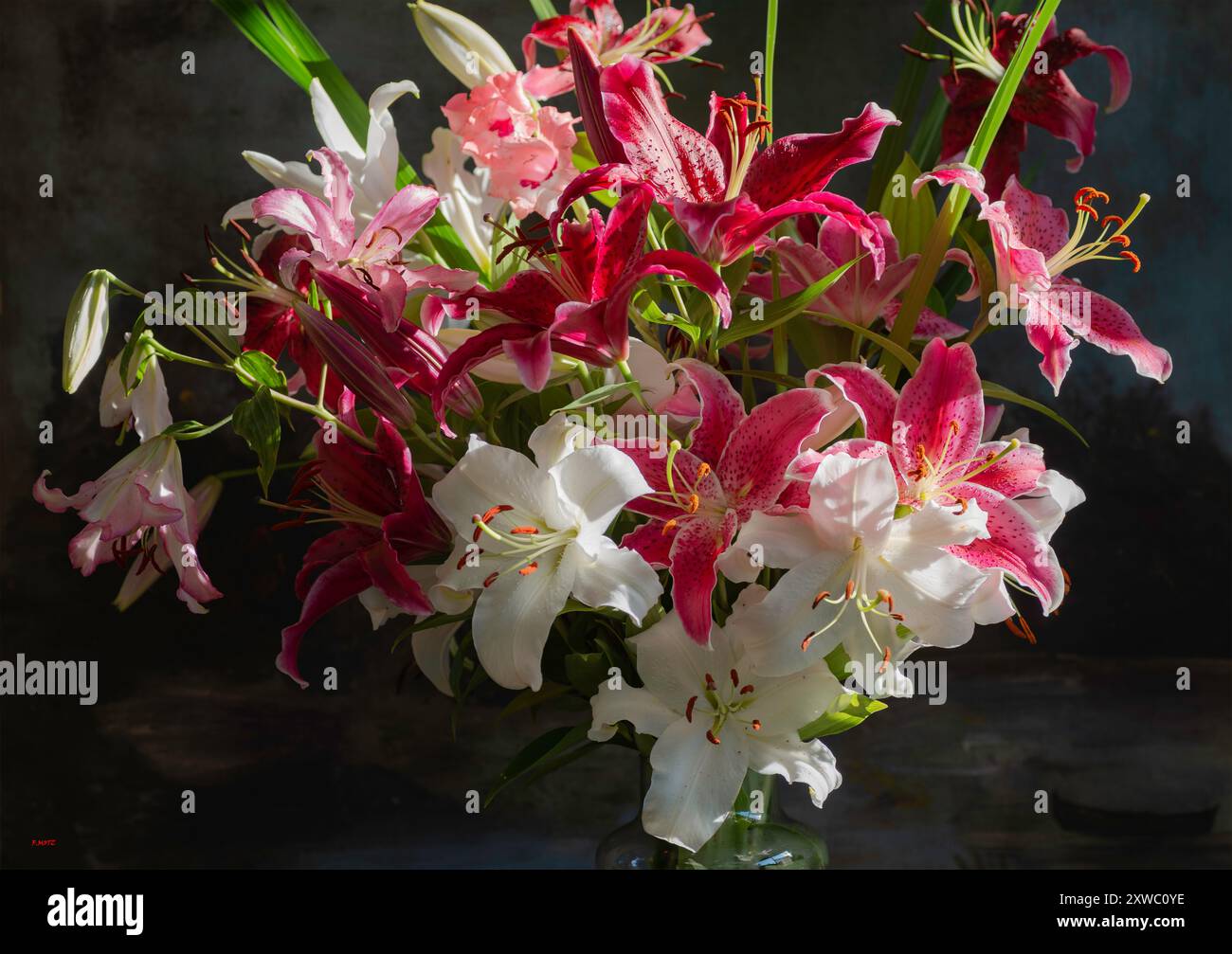 Lys blancs hi-res stock photography and images - Alamy
