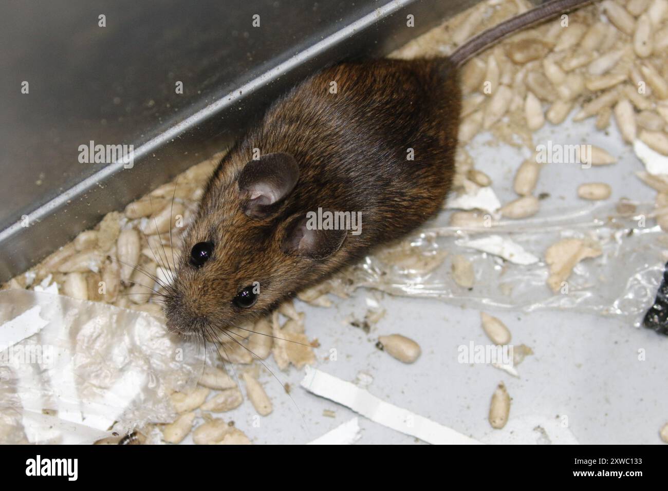 European Wood Mouse (Apodemus sylvaticus) Mammalia Stock Photo - Alamy