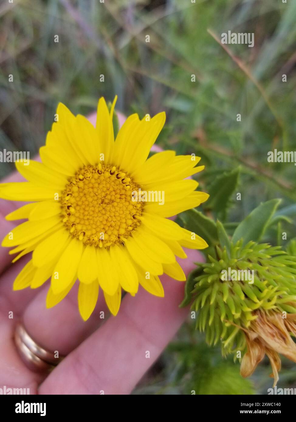 Grindelia lanceolata hi-res stock photography and images - Alamy