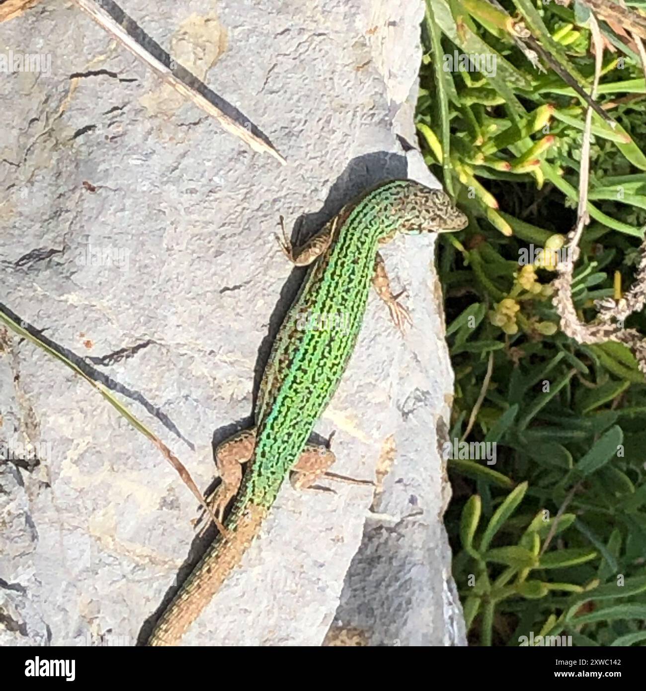 Ibiza wall lizard hi-res stock photography and images - Alamy